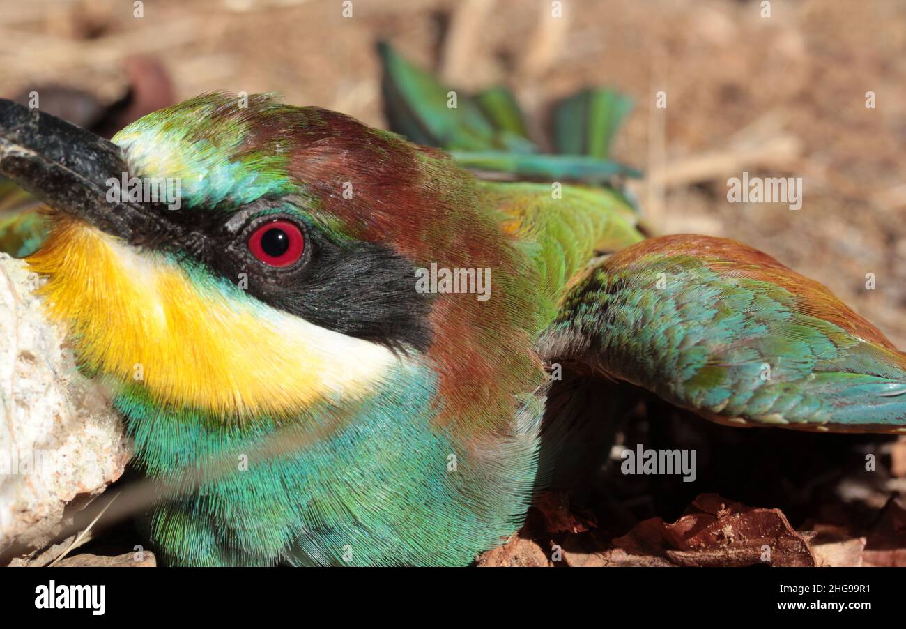 Colorful bee eater bird in nature Stock Photo - Alamy
