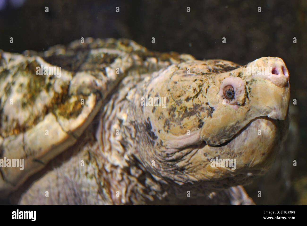 Closeup of a dangerous wild snapping turtle swimming underwater Stock ...
