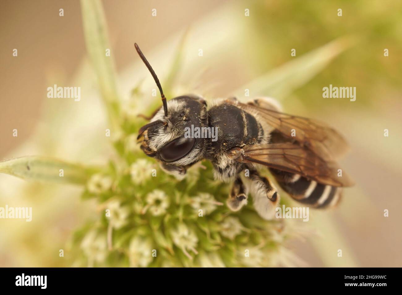 Closeup on a female Variable miner, Andrena variabilis sittin on the ...