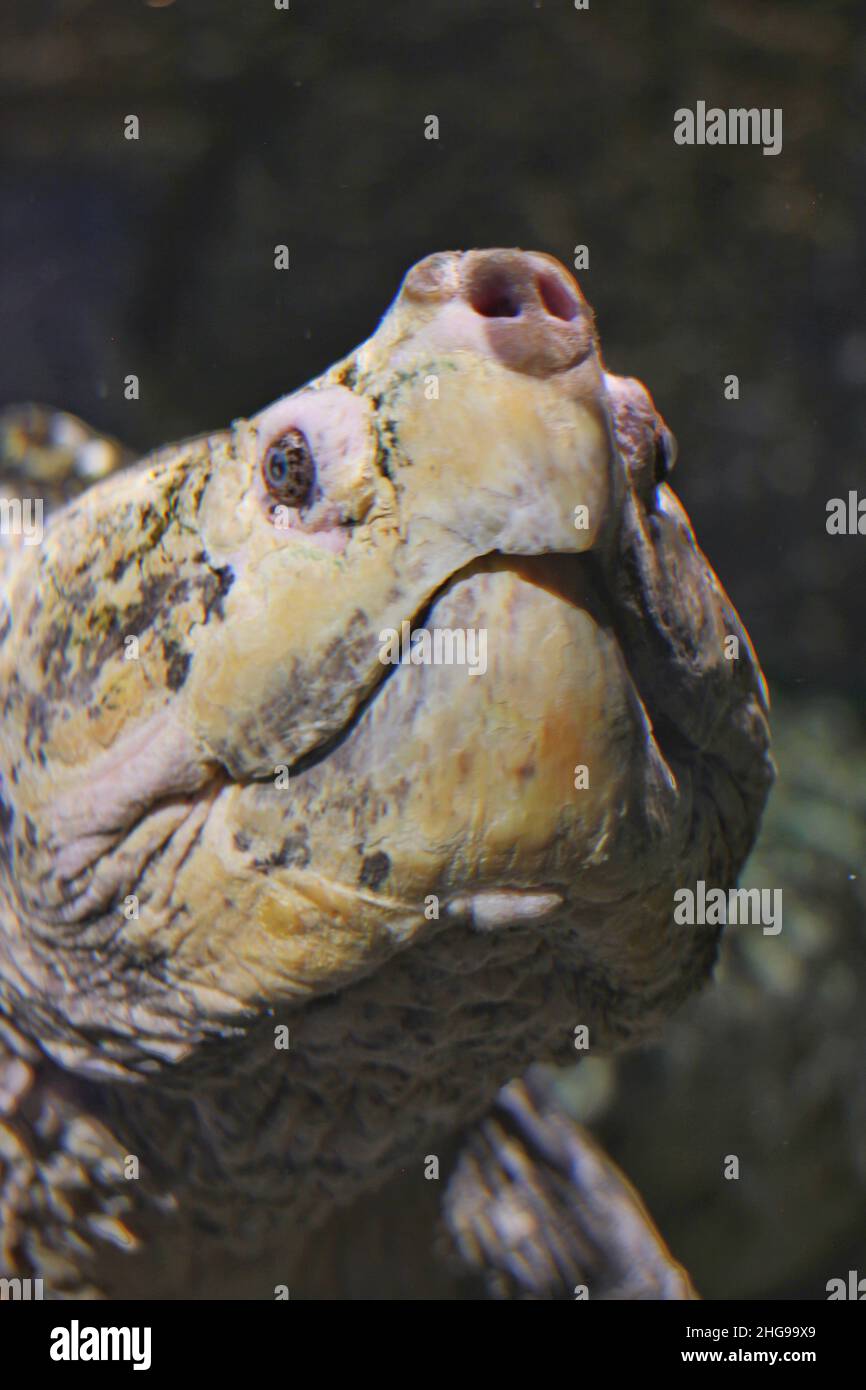 Closeup of a dangerous wild snapping turtle swimming underwater Stock ...