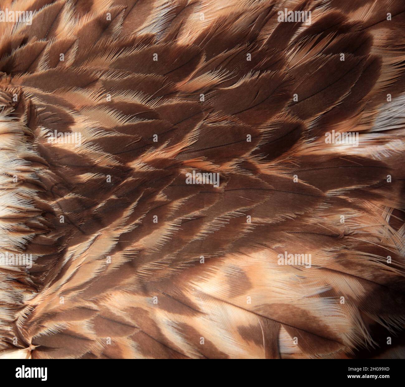 red hawk wing close up Stock Photo - Alamy