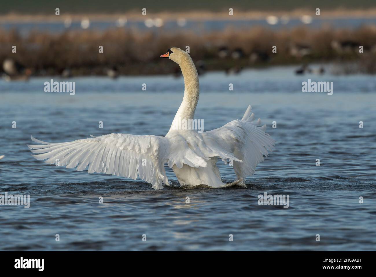 Mute swan in wing display on water Stock Photo - Alamy