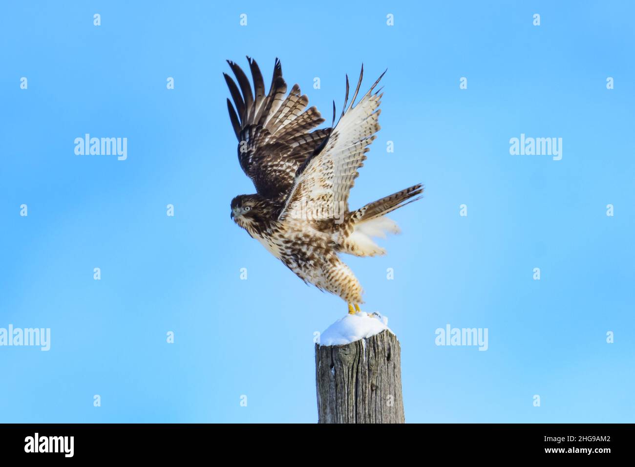 Taking off from pole hi-res stock photography and images - Alamy