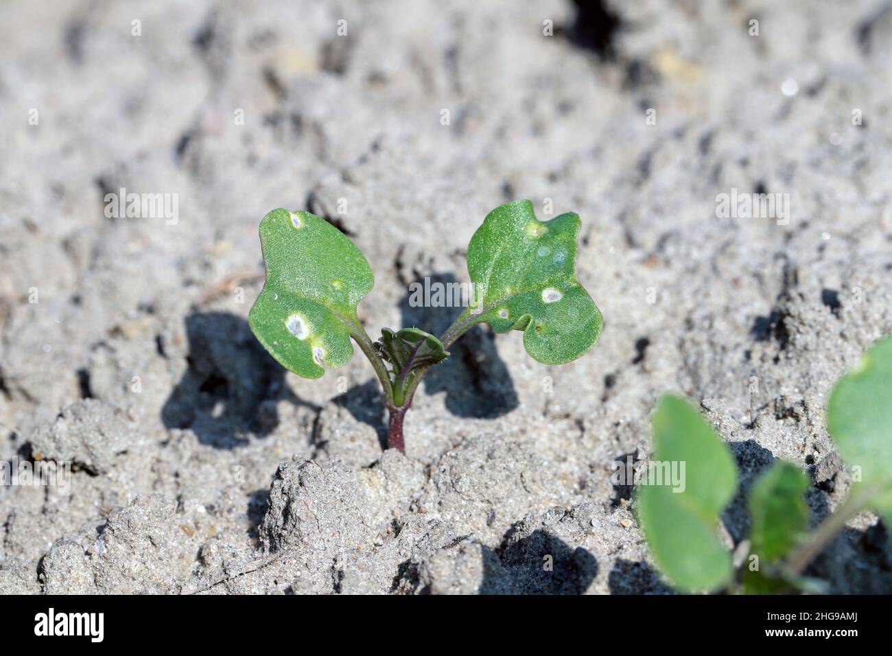 Oilseed Rape (Brassica napus) and rapeseed plants damaged by Cabbage ...