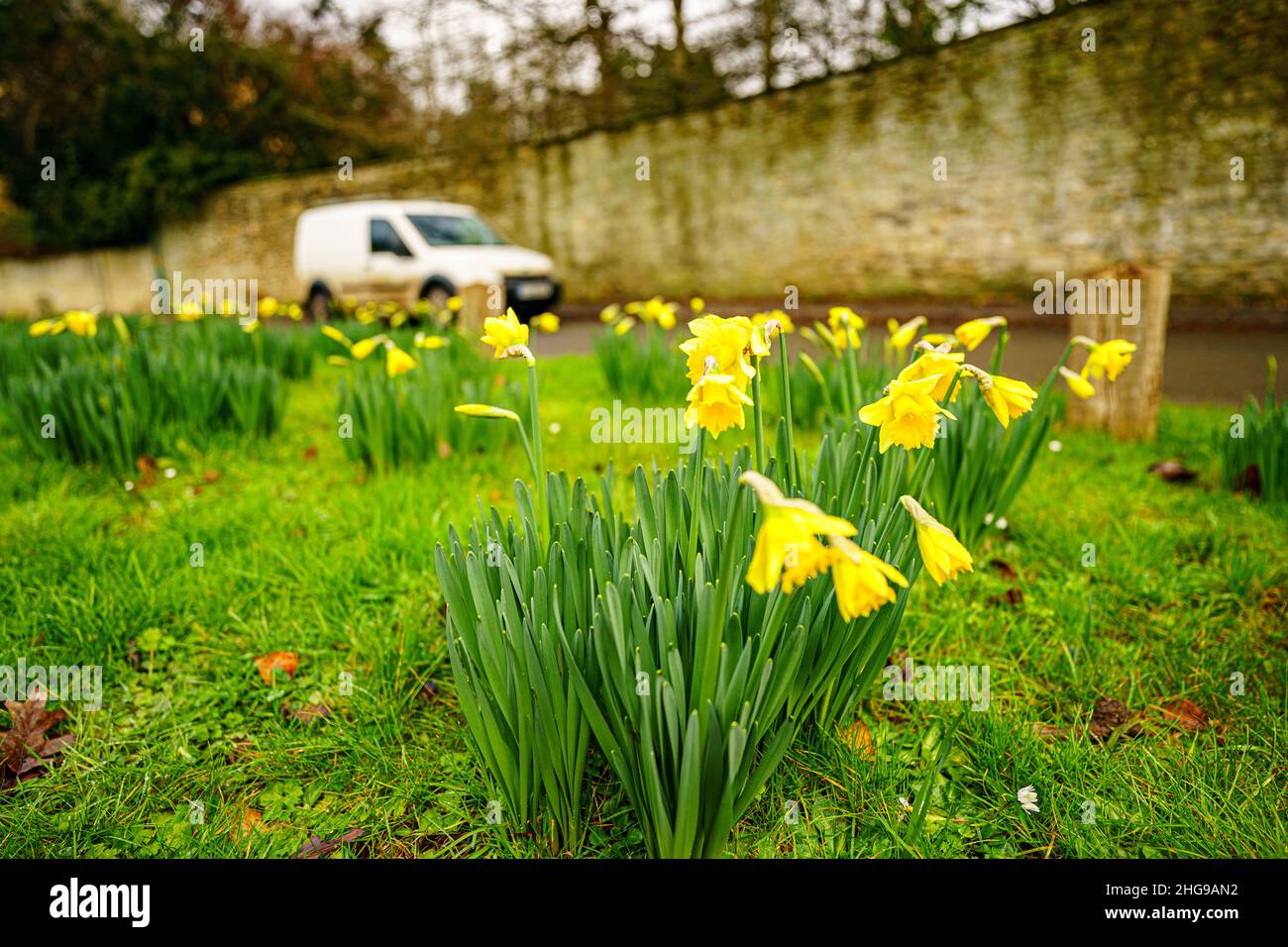 Daffodils sit upright in full bloom in the Gloucestershire village of ...