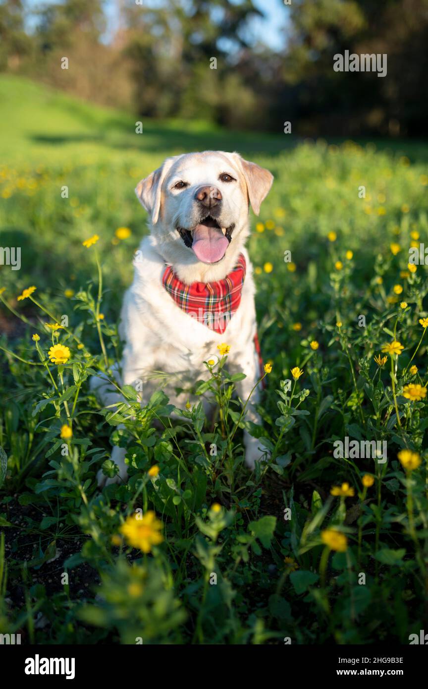 Happy old labrador. Happy dog Stock Photo - Alamy