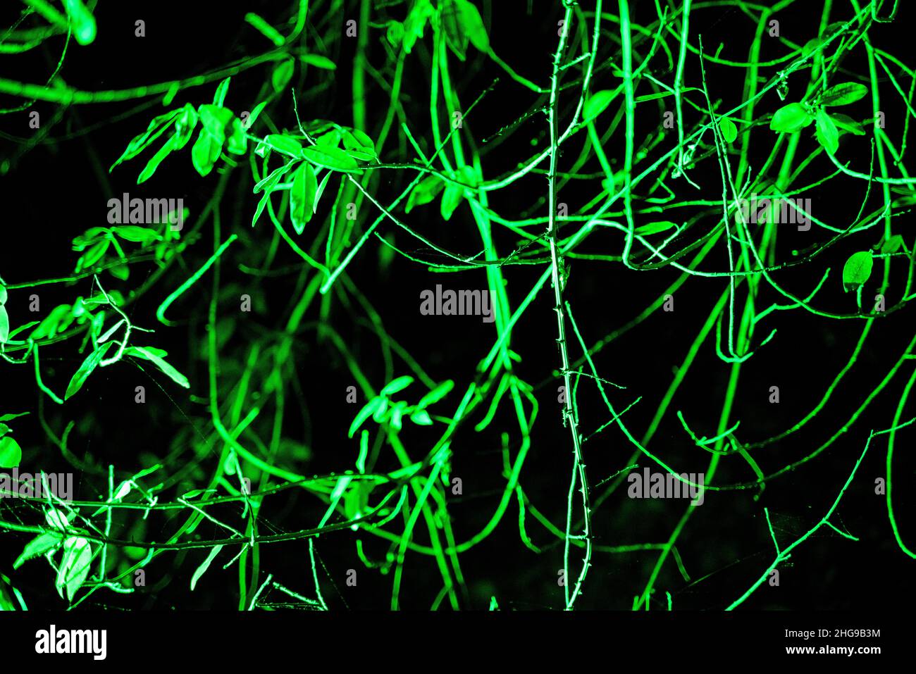 Plants in the dark. Green backlight. Contrast of lights Stock Photo - Alamy