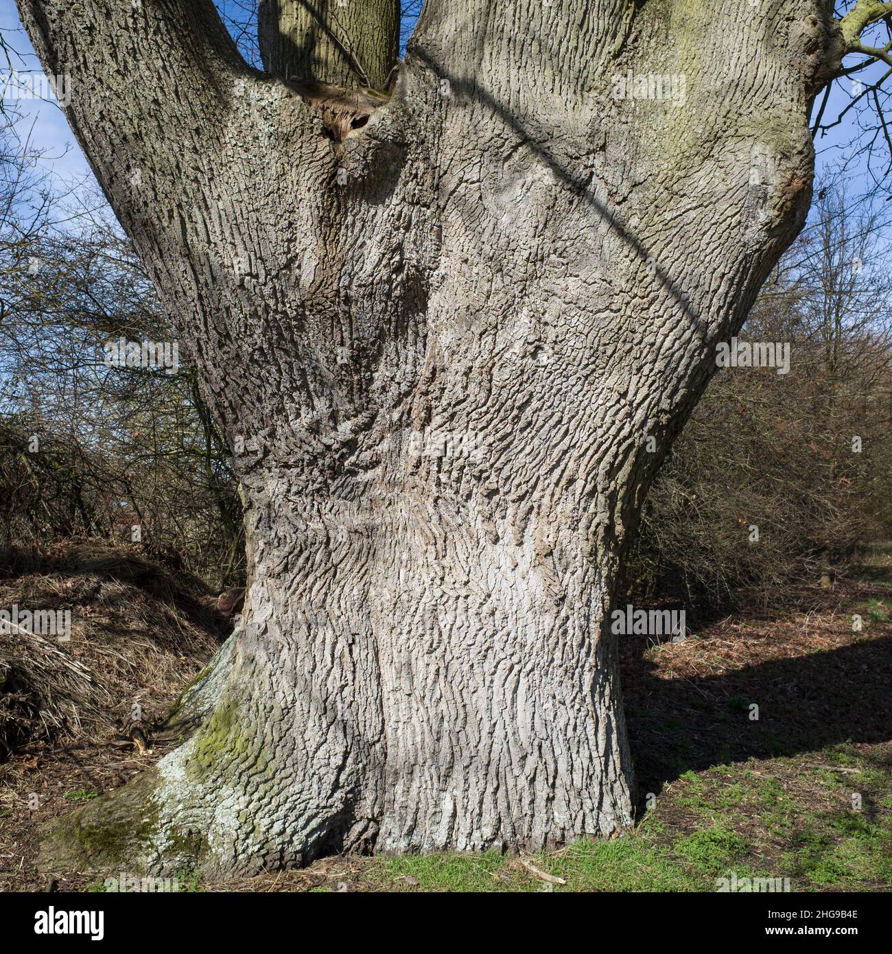 An old oak tree hi-res stock photography and images - Alamy