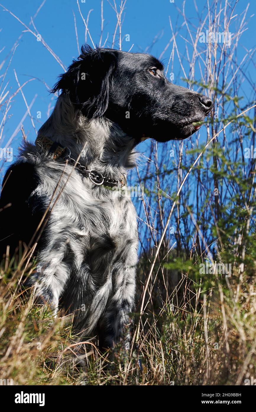 Dog on the look out Stock Photo - Alamy
