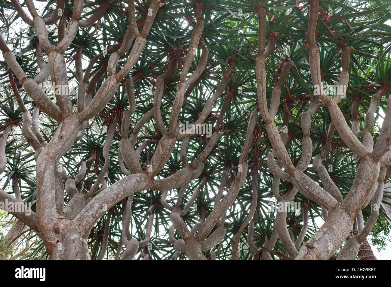 Dracaena Draco, Canary Islands dragon tree Madeira Portugal Stock Photo ...