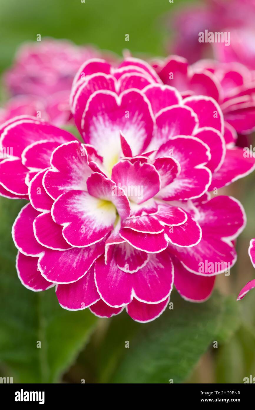 Primula Belarina 'Candy Frost' Norfolk UK Stock Photo - Alamy