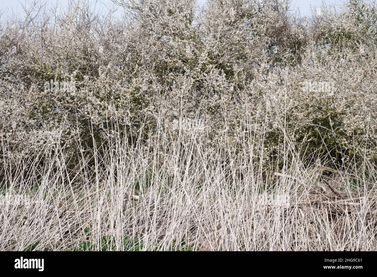 Prunus spinosa, Blackthorn blossom and dried nettle stalks Stock Photo ...