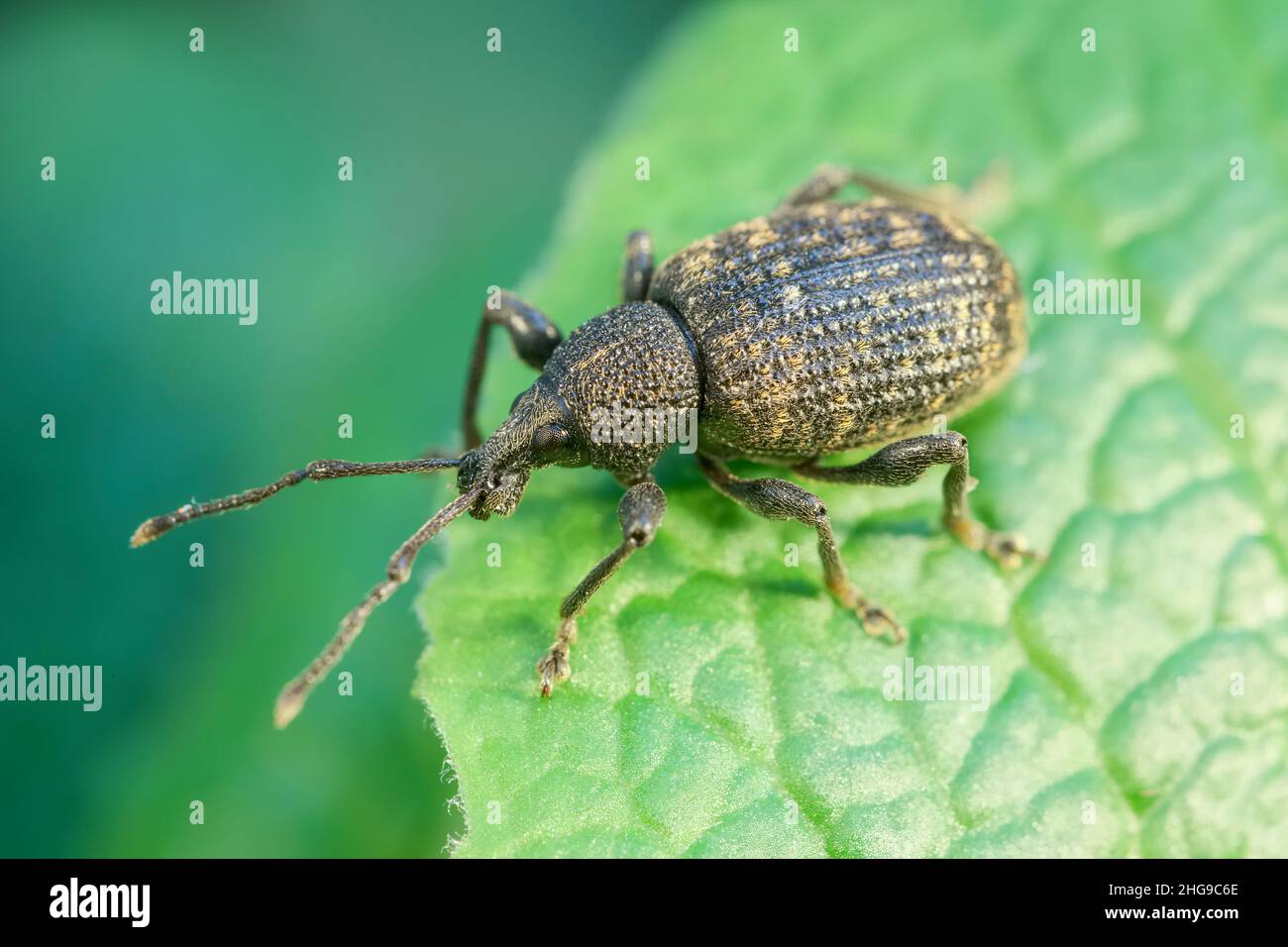Weevil insect hi-res stock photography and images - Alamy