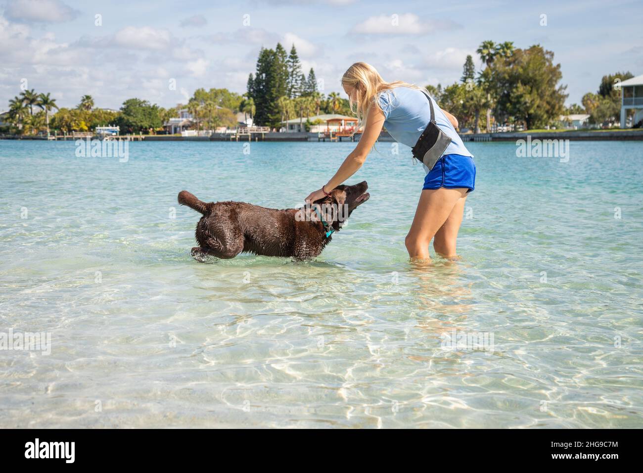 Adult labrador retriever hi-res stock photography and images - Alamy
