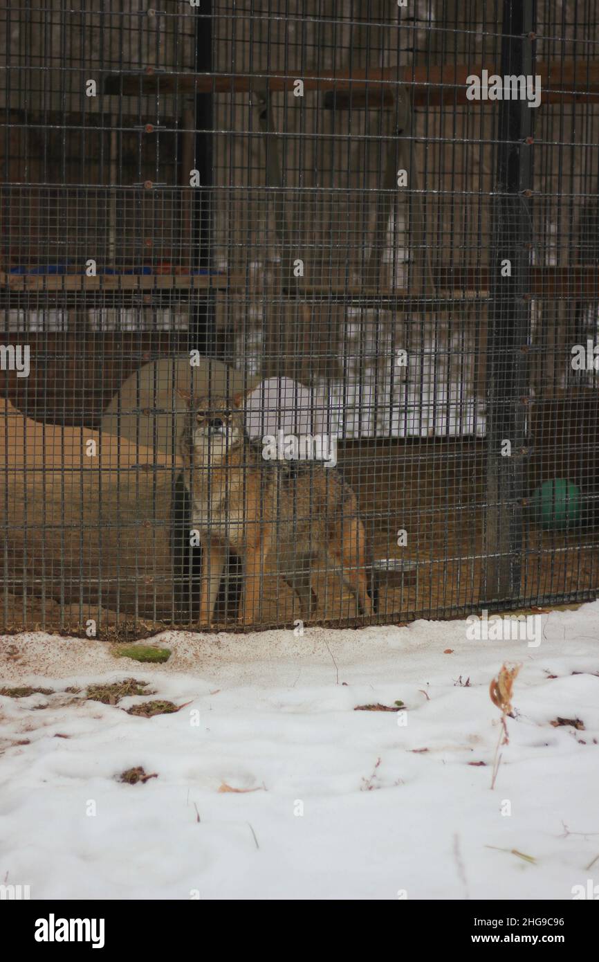 Wild coyote running around his animal enclosure Stock Photo - Alamy