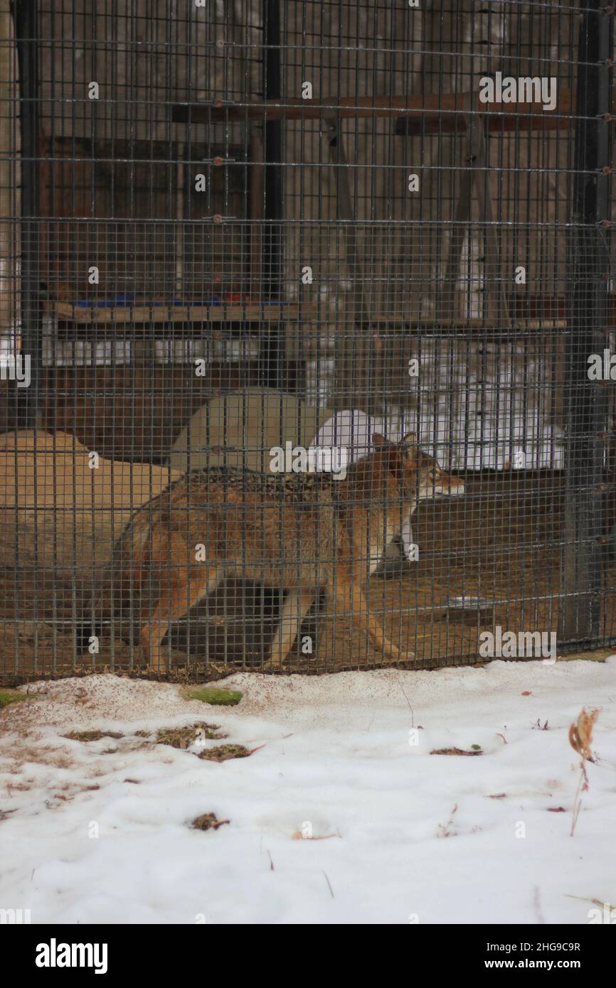 Wild coyote running around his animal enclosure Stock Photo - Alamy