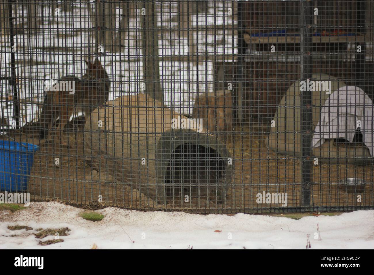 Wild coyote running around his animal enclosure Stock Photo - Alamy