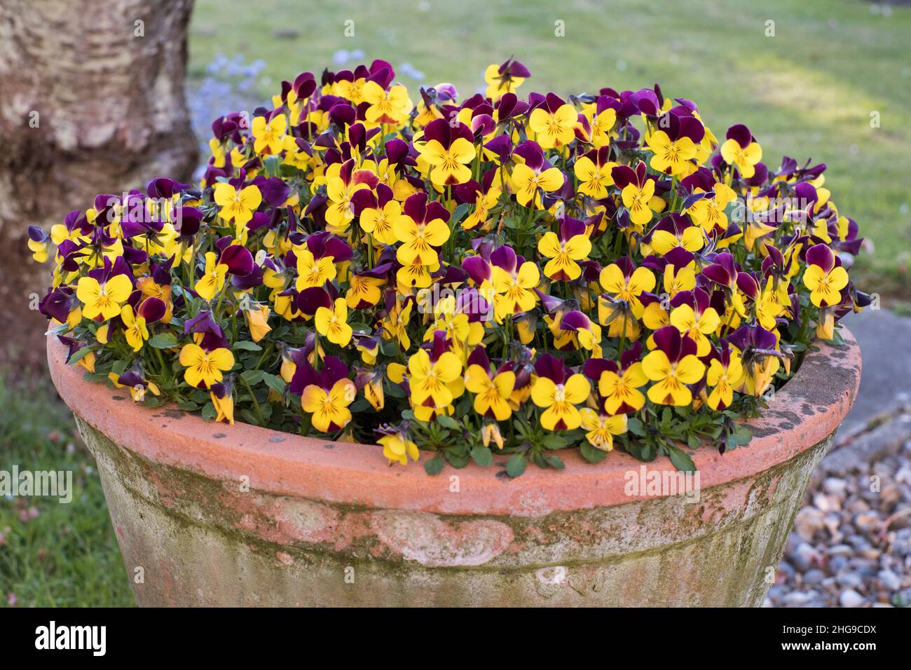Horned Violet 'Endurio' in container Norfolk UK Stock Photo - Alamy