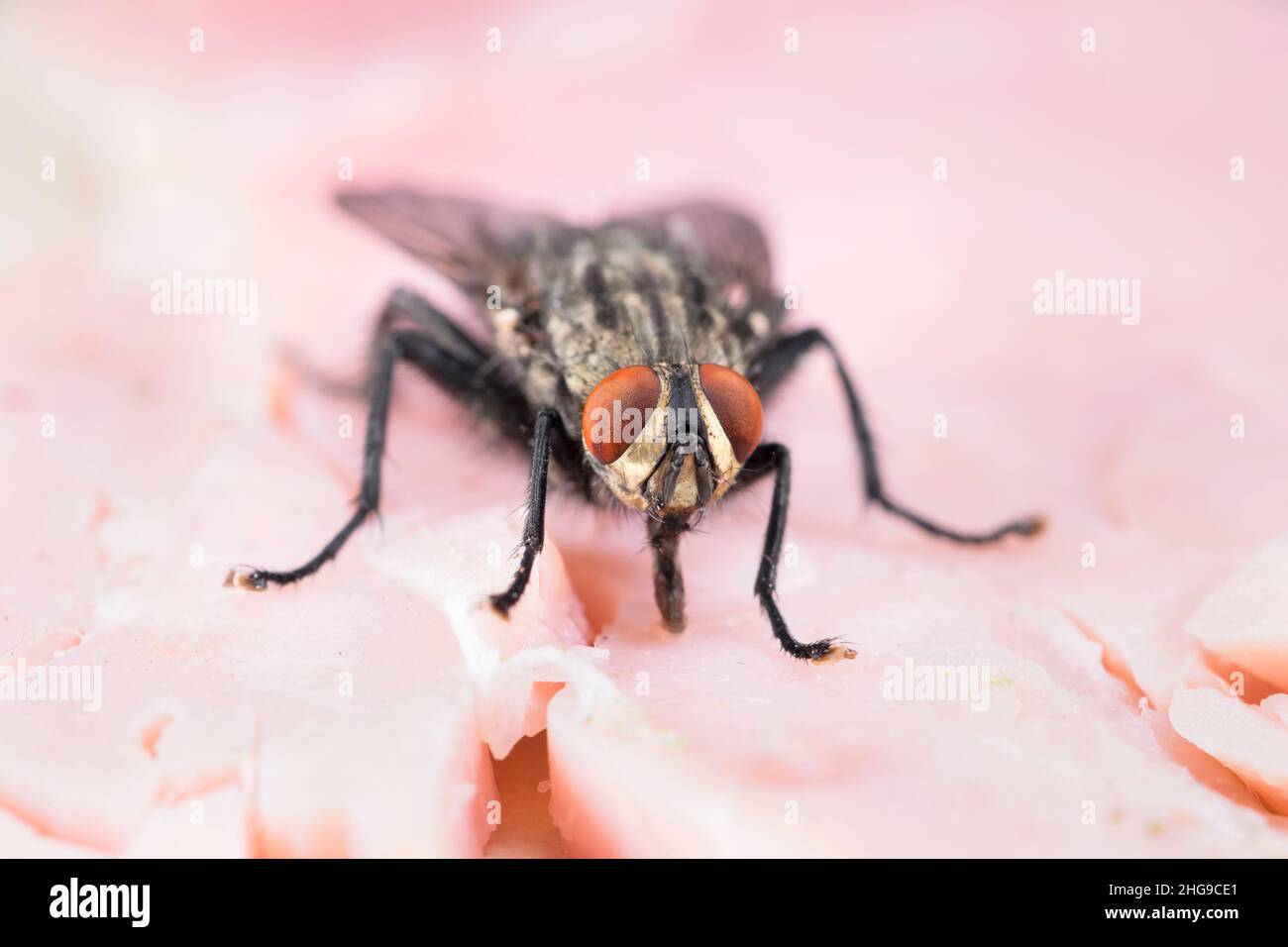 Flesh feeding hi-res stock photography and images - Alamy