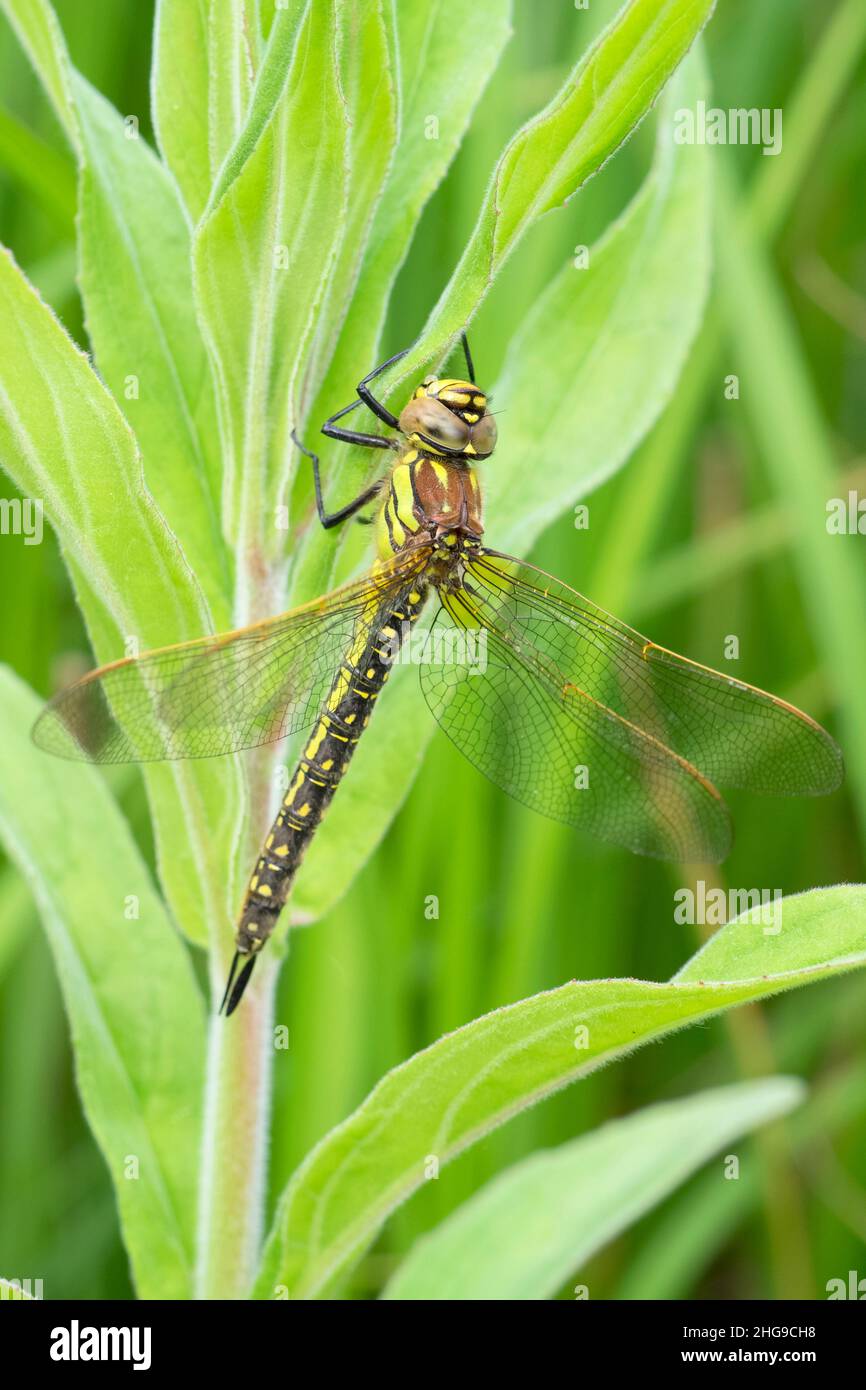 Brachytron pratense, Hairy Dragonfly - female Norfolk UK Stock Photo ...