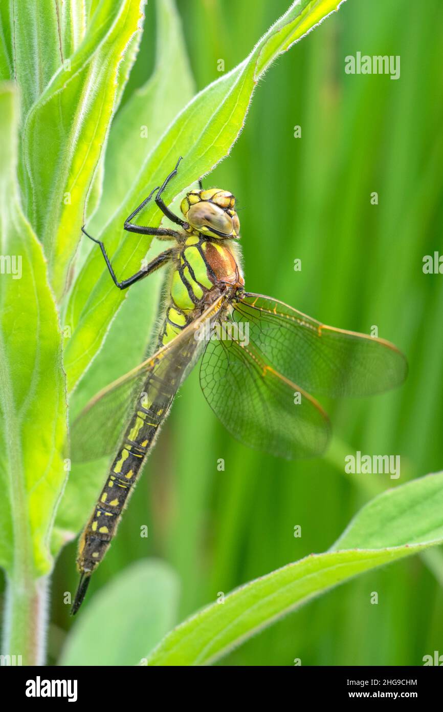 Brachytron pratense, Hairy Dragonfly - female Norfolk UK Stock Photo ...