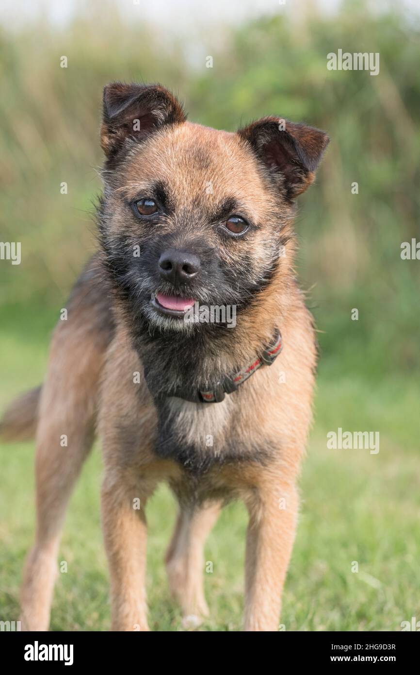 Border X Jack Russell Terrier Norfolk UK Stock Photo - Alamy