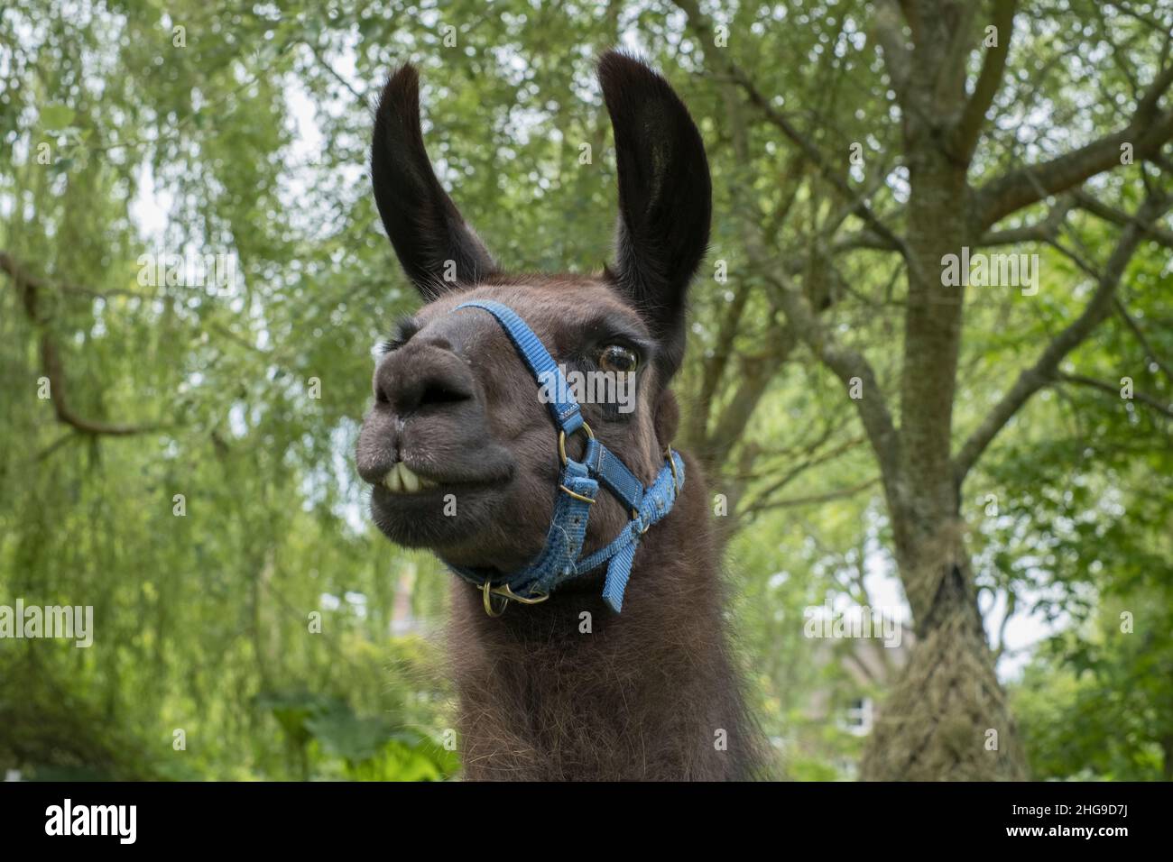Huacaya alpaca hi-res stock photography and images - Alamy