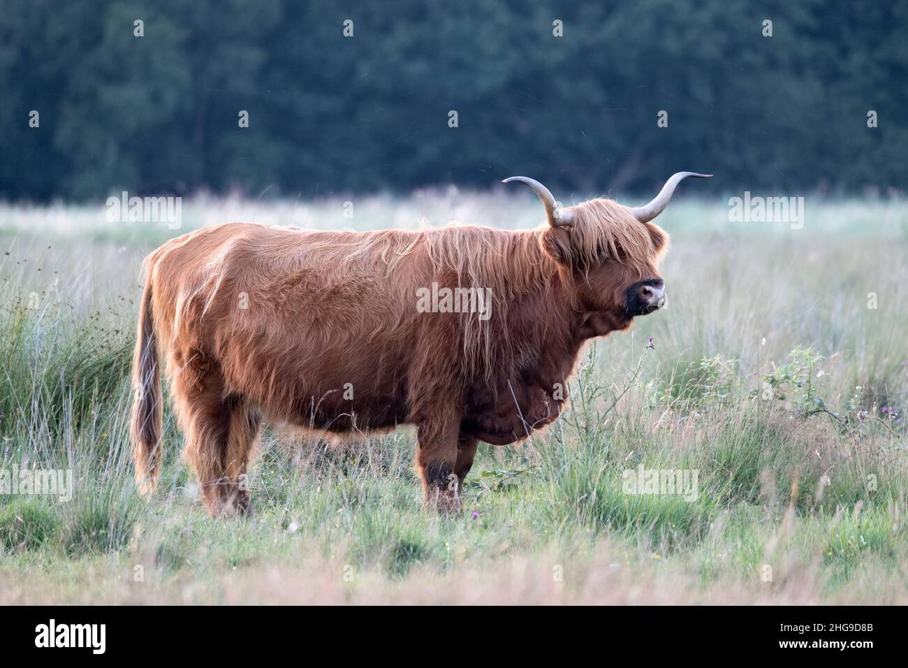 Highland Cattle on grazing marsh at sunset Norfolk UK Stock Photo - Alamy