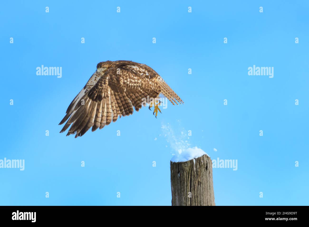 Red-tailed Hawk Taking off from a wooden post, British Columbia, Canada ...