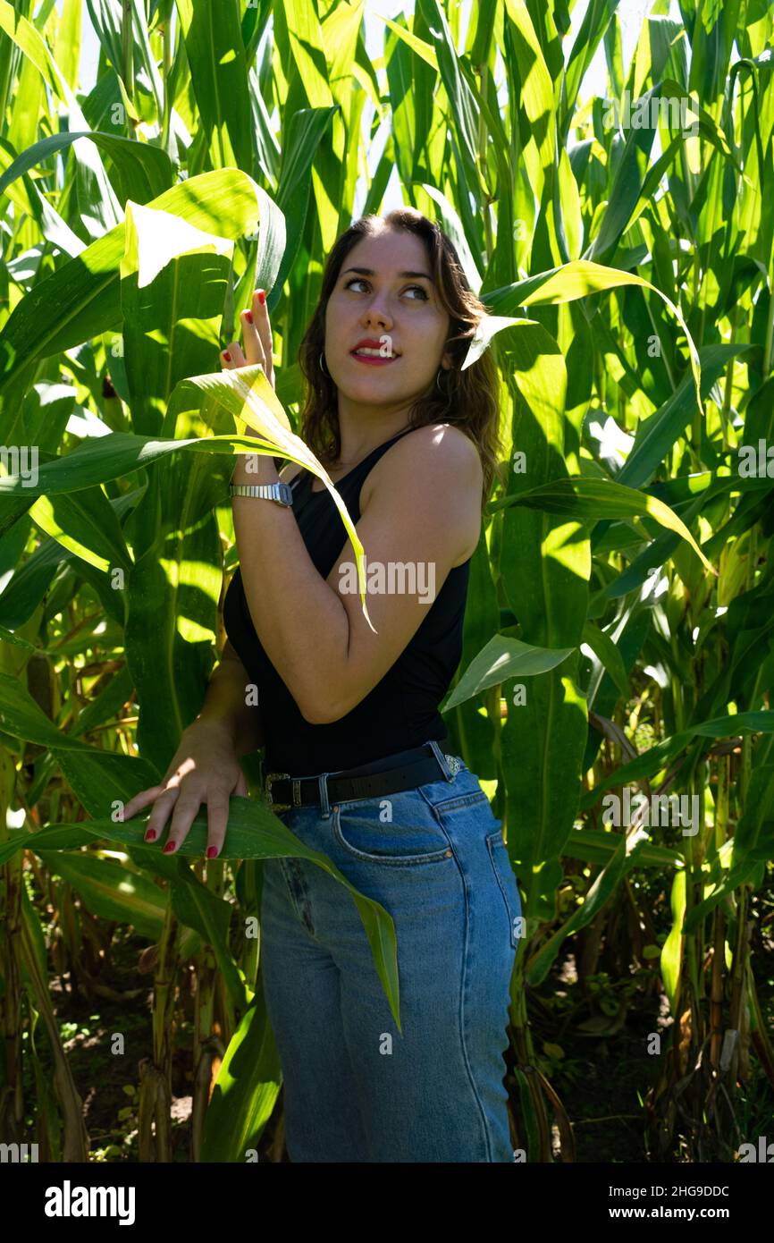Maize leaf hi-res stock photography and images - Alamy