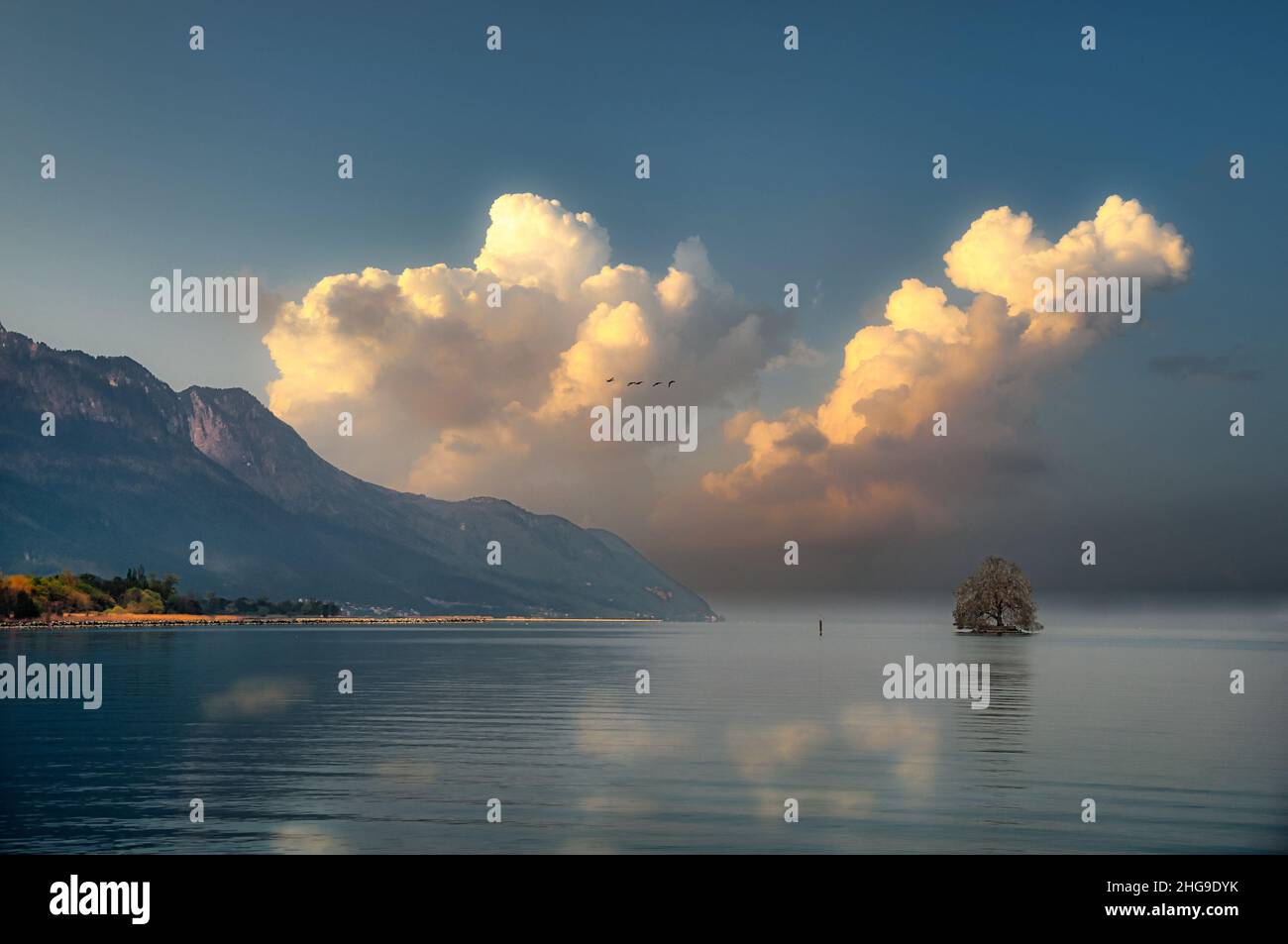 Tree in the middle of Lake Geneva, Switzerland Stock Photo - Alamy