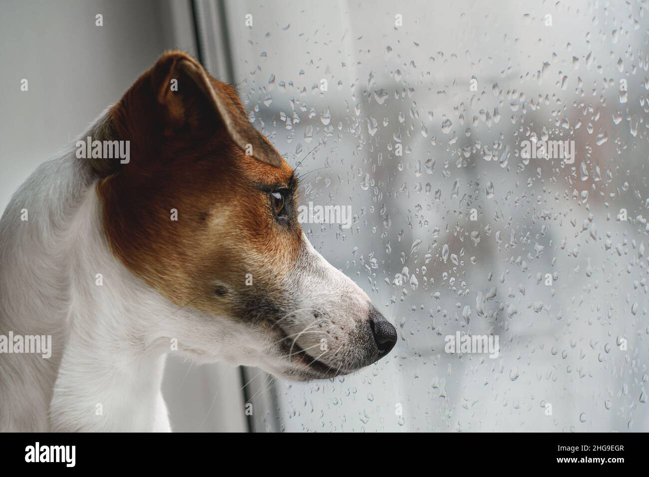 Dog with owner sad hi-res stock photography and images - Alamy