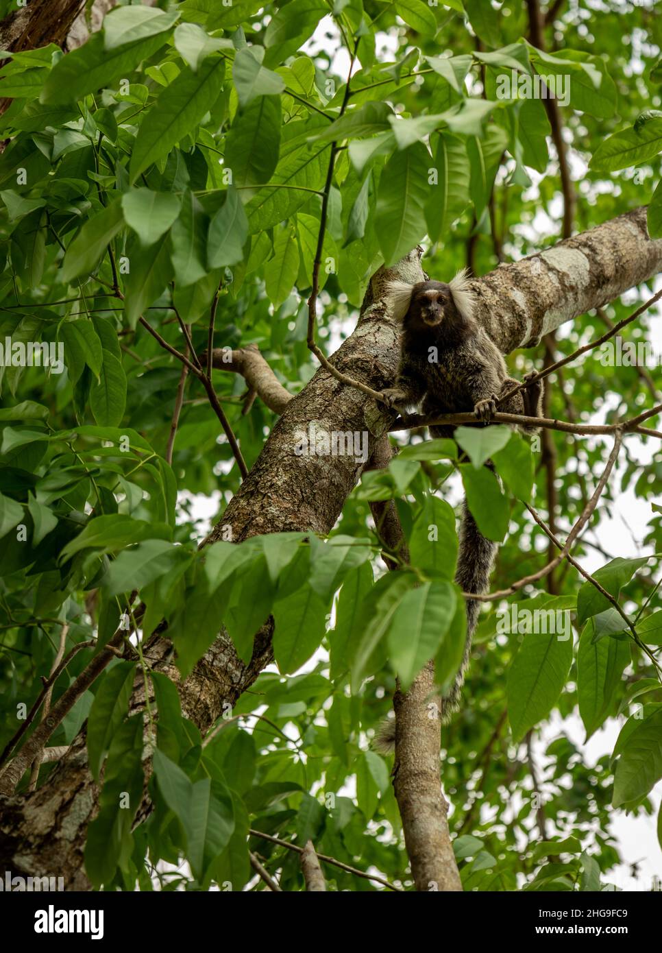Little monkey climbed on a tree in the jungle. Wild animal in its ...