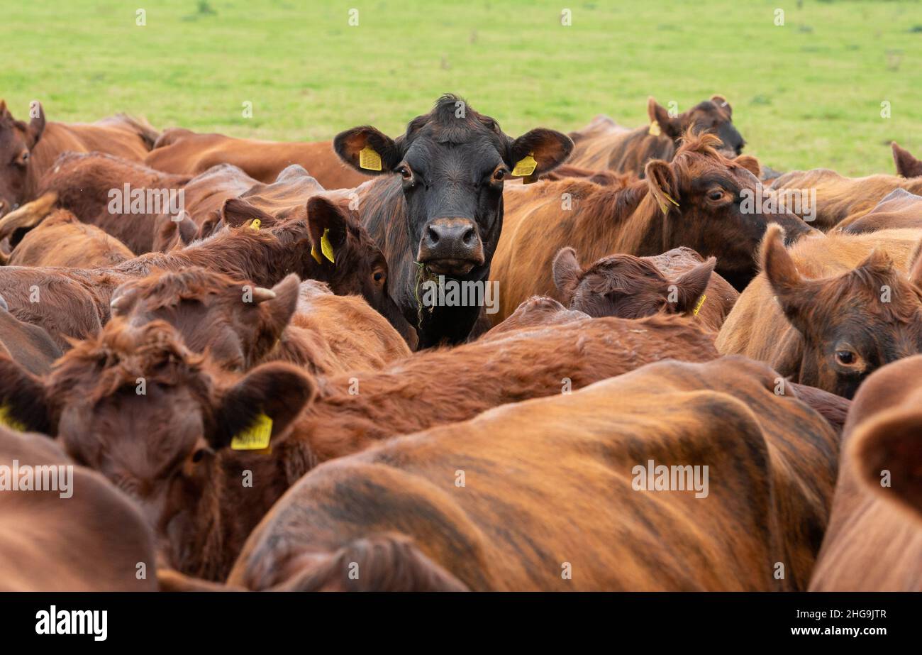 A herd of Red Poll cattle, Yorkshire, UK Stock Photo - Alamy