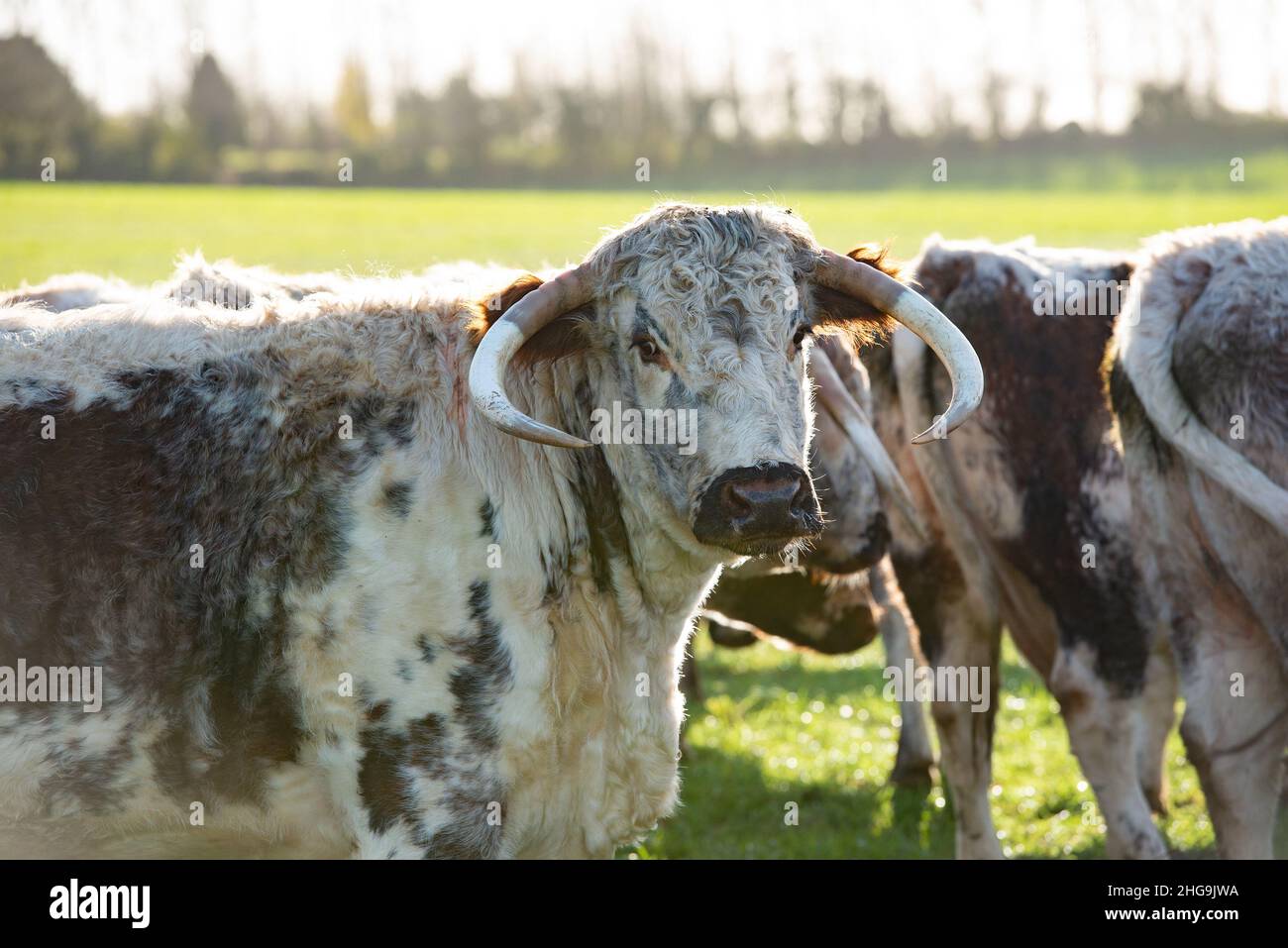 Longhorn beef cattle hi-res stock photography and images - Alamy