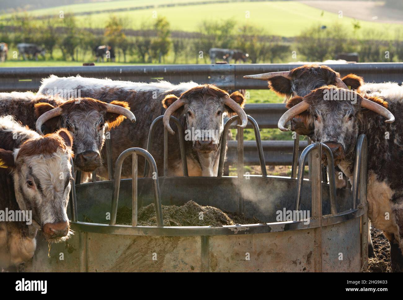 Longhorn beef cattle hi-res stock photography and images - Alamy