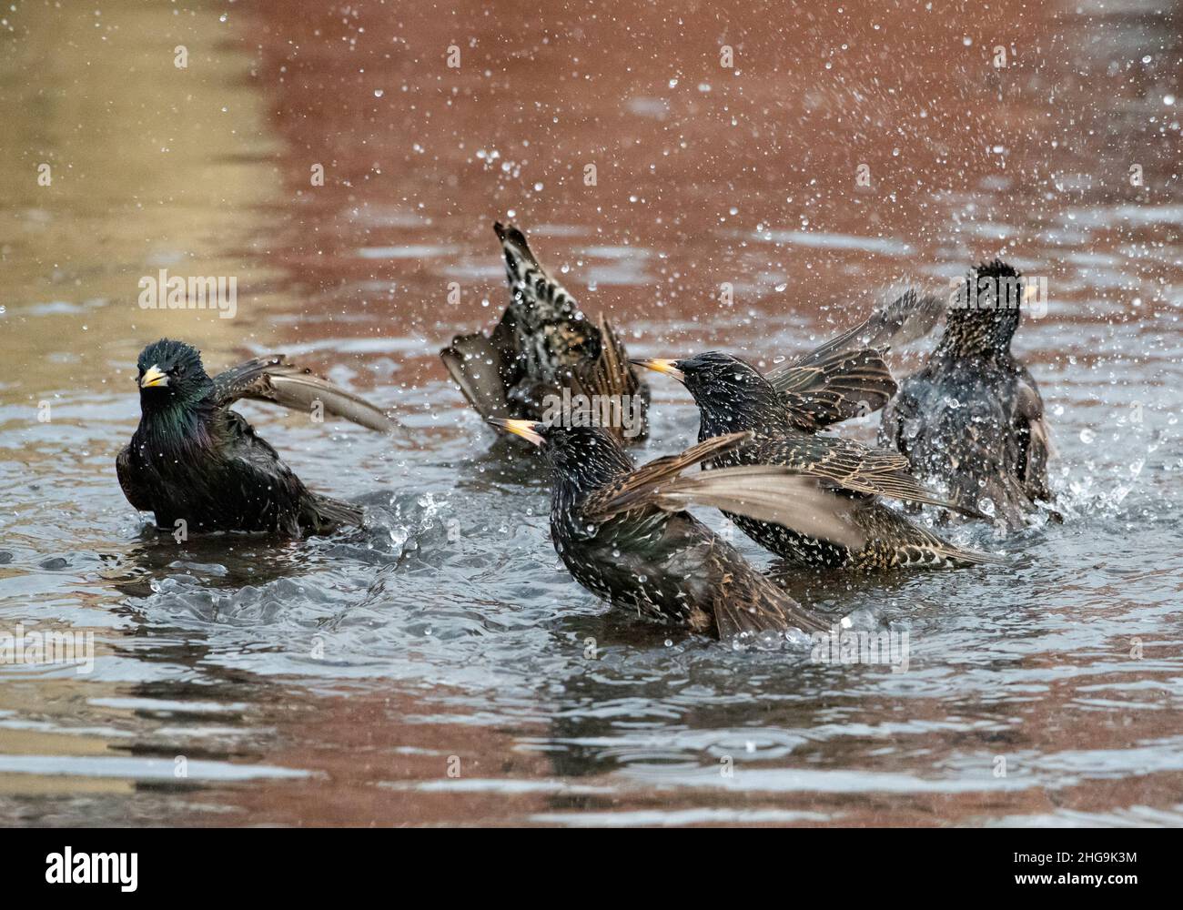 Starlings bathing in a puddle, Lytham St Annes, Lancashire, UK Stock ...