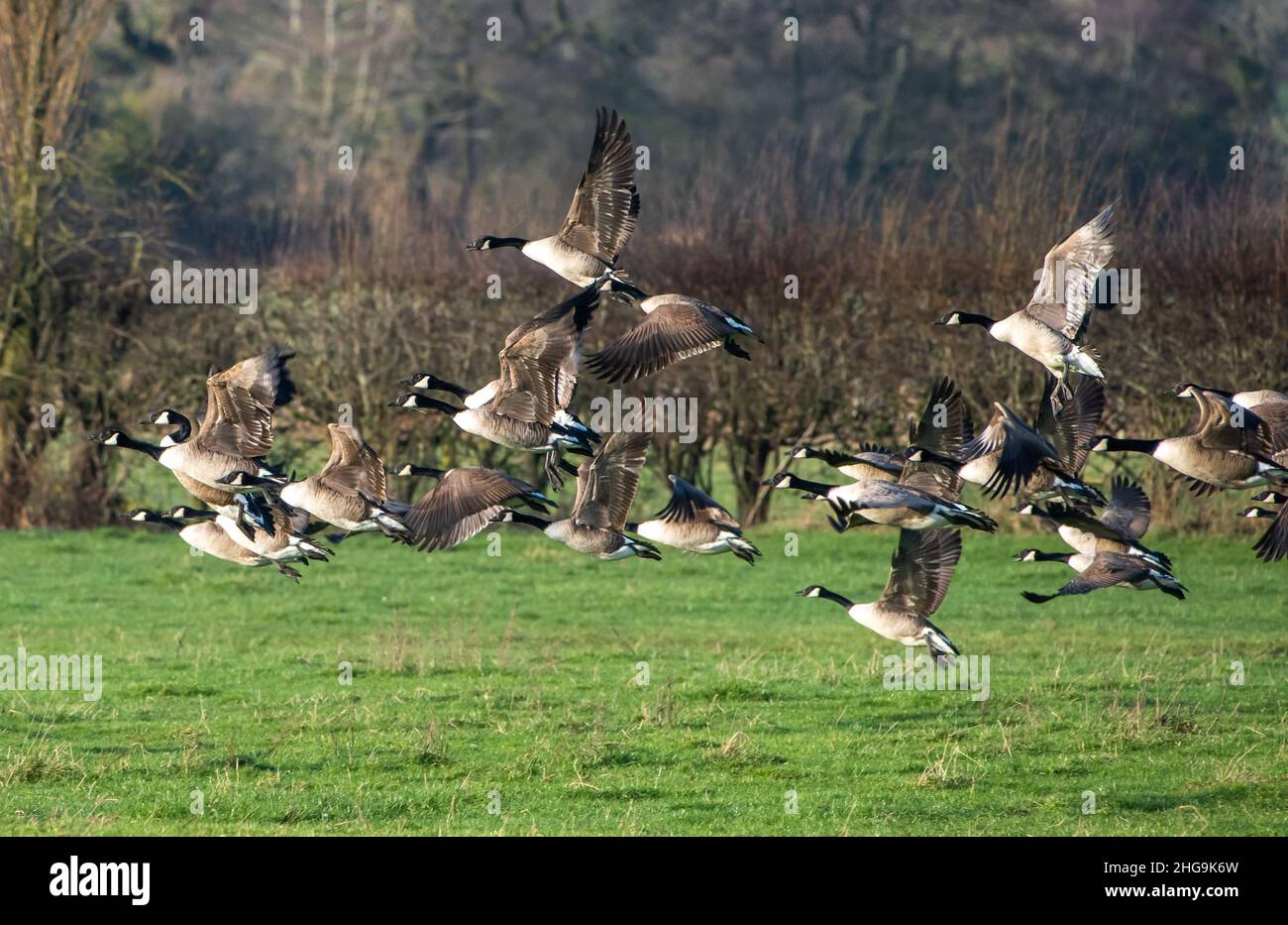 Flock of flying geese hi-res stock photography and images - Alamy