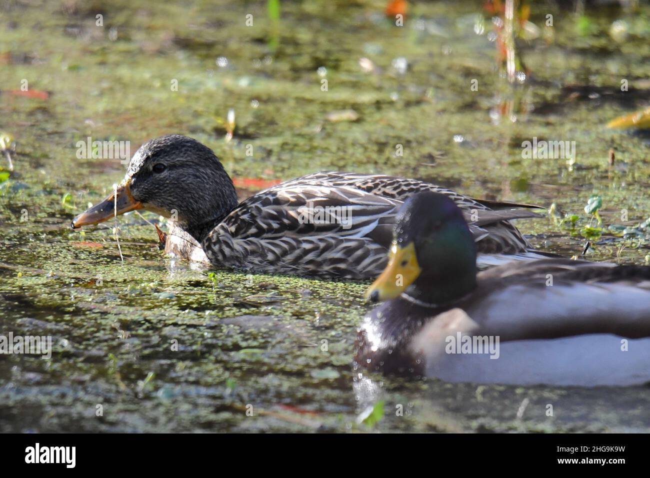 Pair of Mallard Ducks feeding in pond green algae Stock Photo - Alamy