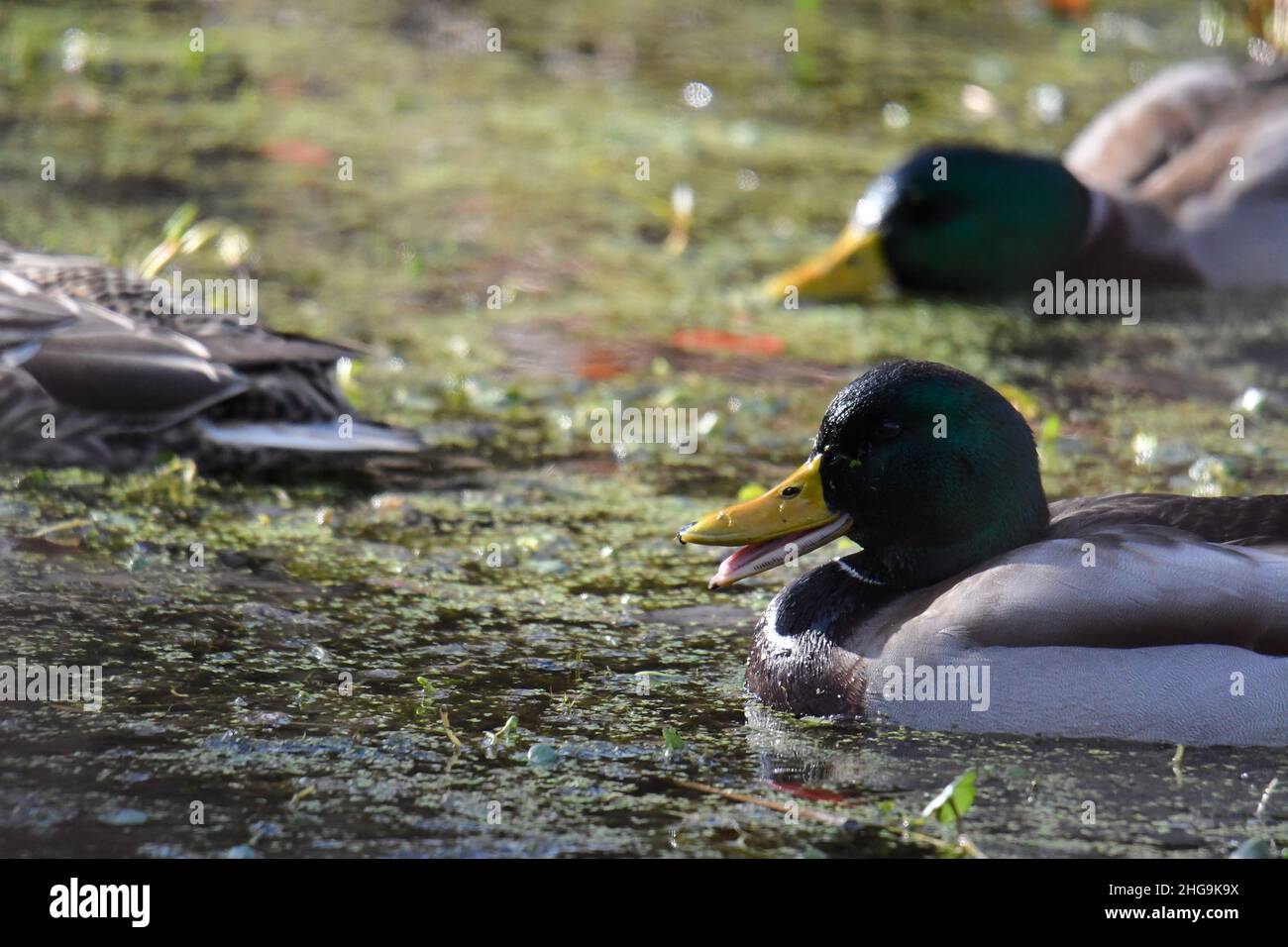 Two male Mallard Duck feeding in pond with green algae Stock Photo - Alamy