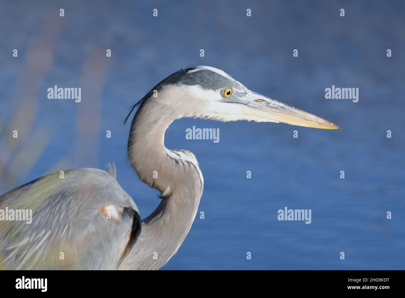Closeup of Great Blue Heron head neck and should profile Stock Photo ...