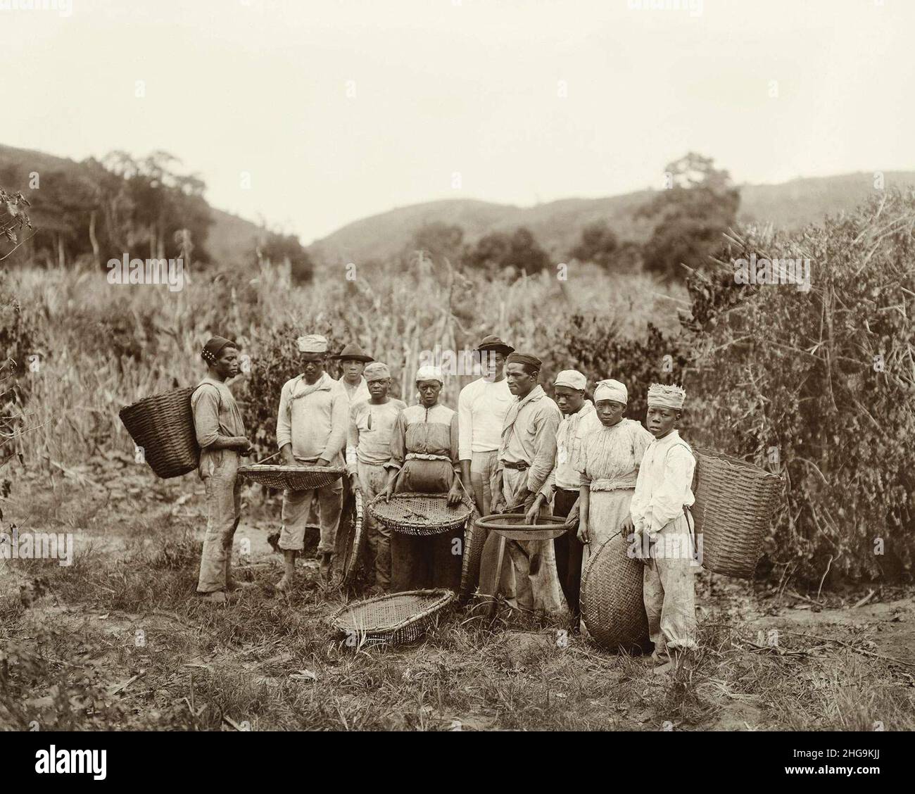 Slaves working on a coffee plantation 02 Stock Photo - Alamy