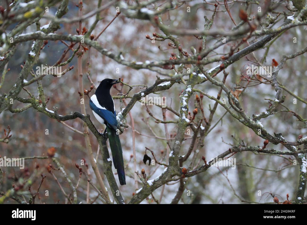 Pica pica, Magpie sitting on a branch in winter Stock Photo - Alamy