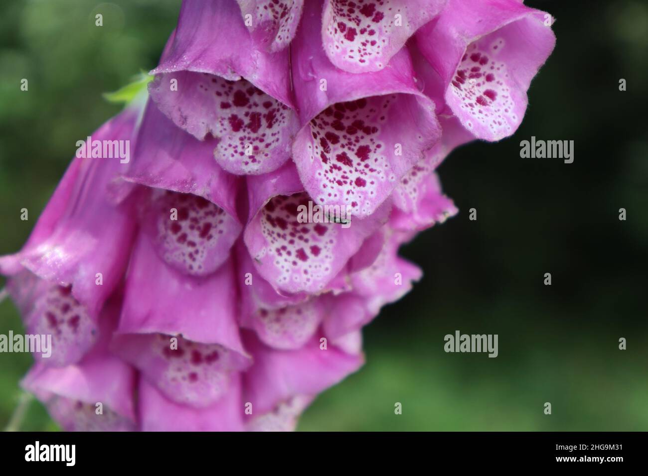 Beautiful poisonous digitalis hi-res stock photography and images - Alamy
