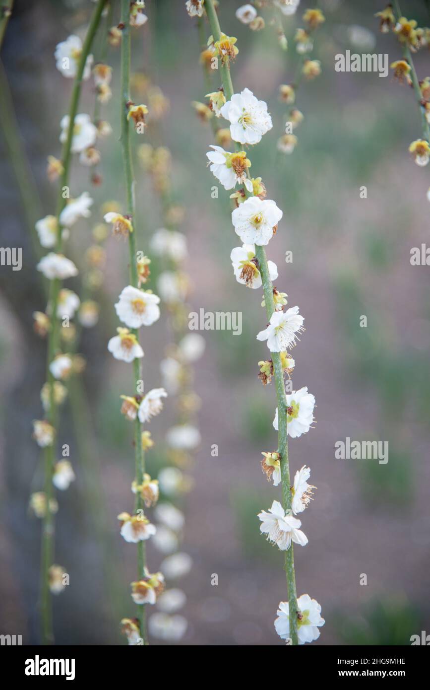 Hanging White Flowers