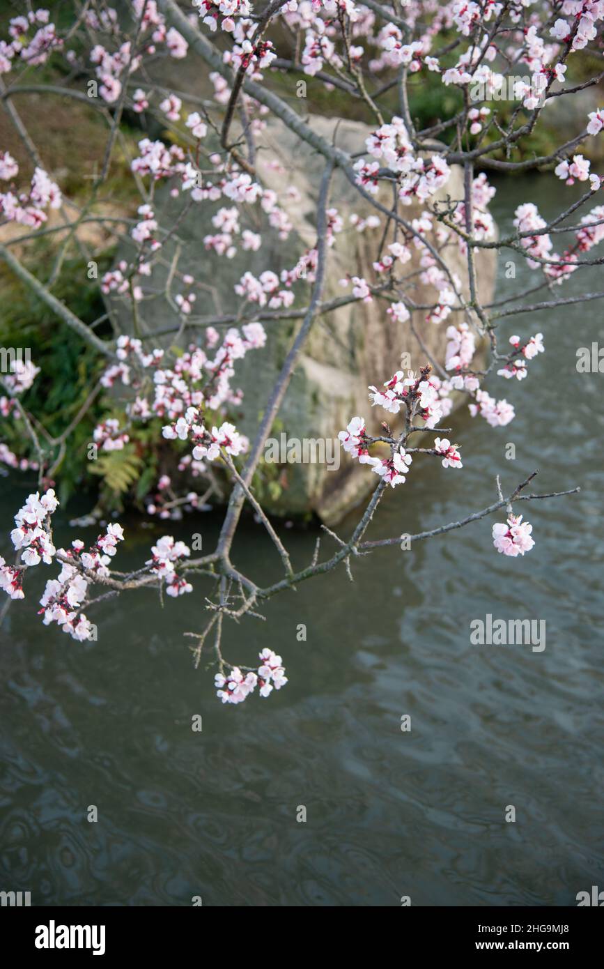 Blooming, cherry blossom sakura tree branch, hanging over water ...