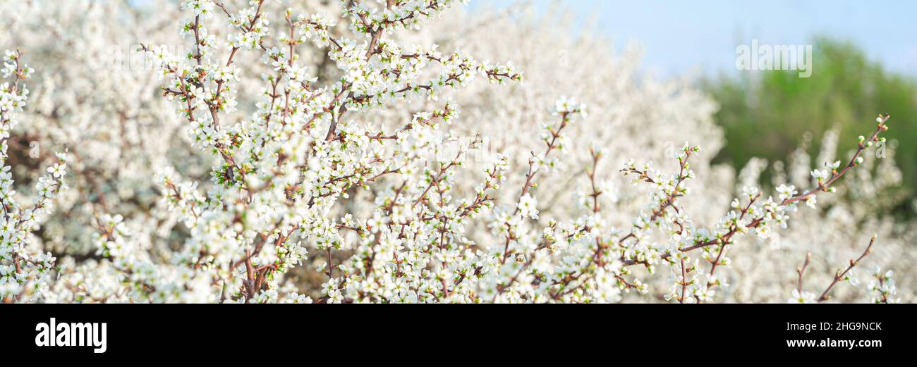 Branches of blooming garden trees. Panoramic spring background. Side ...