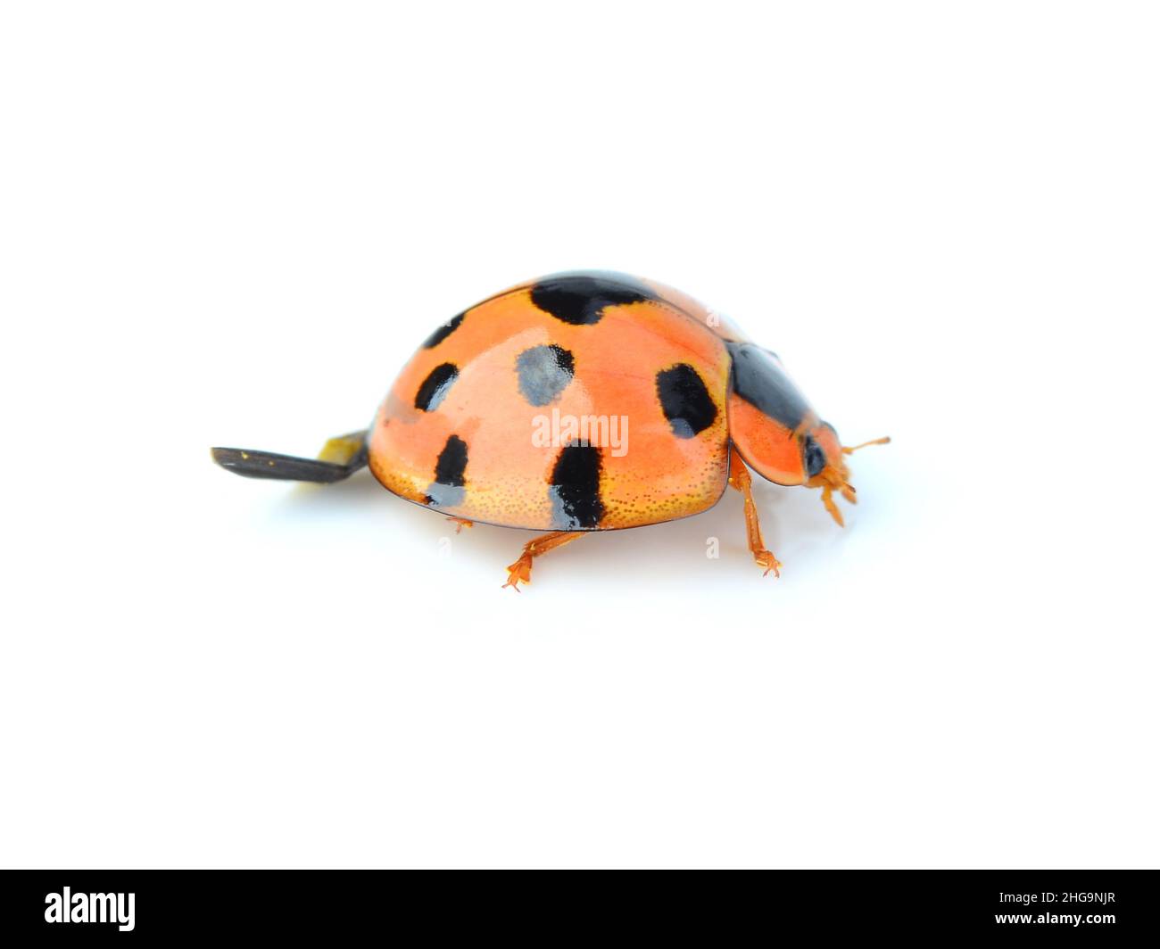 ladybug isolated on white background Stock Photo - Alamy