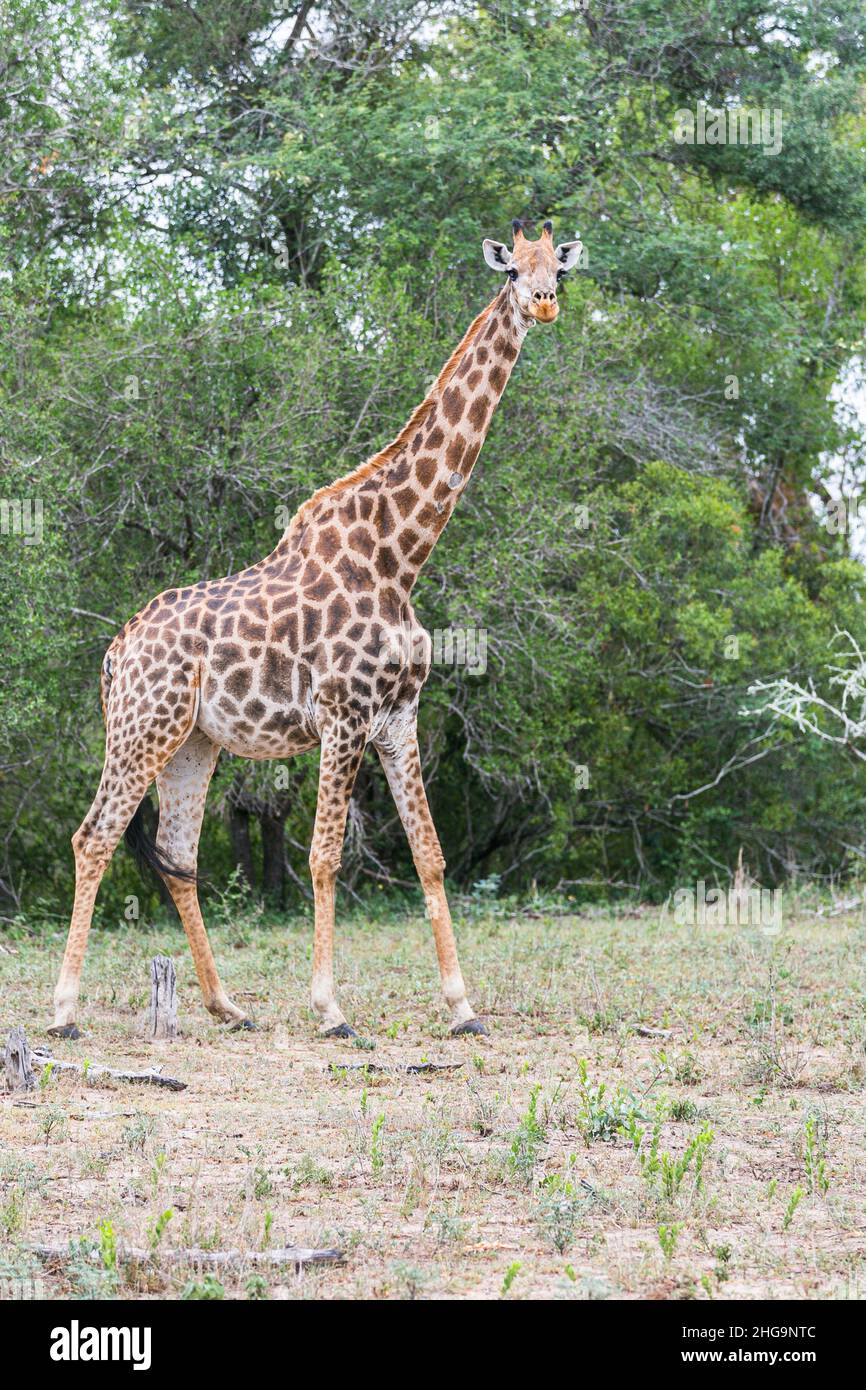 Giraffe in bushes in South Africa. Wild animal in natural environment ...