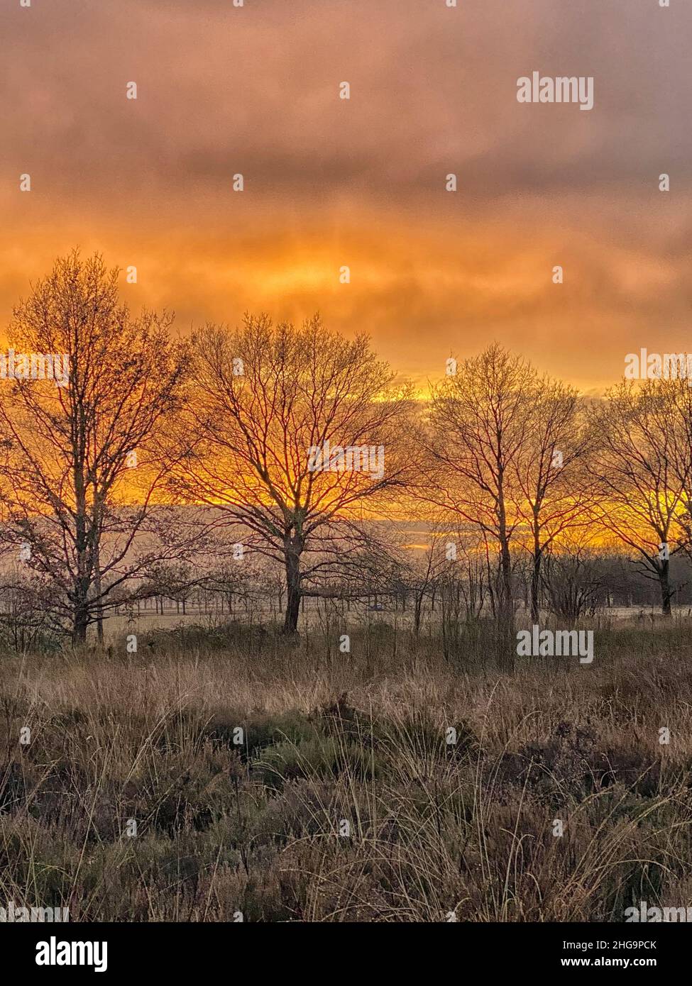 Sunset backlight water trees hi-res stock photography and images - Alamy